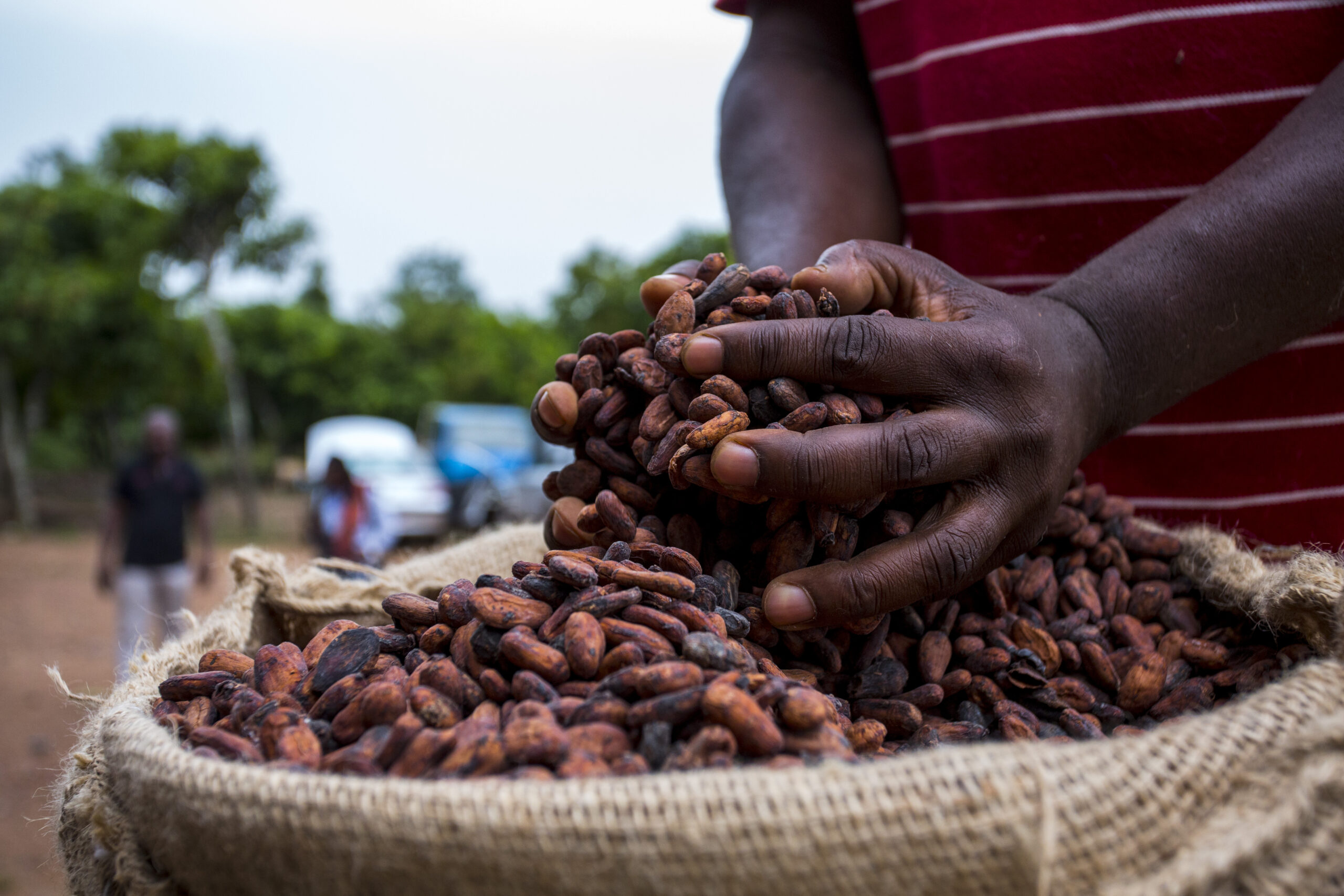 MOCA Demonstrates the Value of Cacao Flavor - CNFA