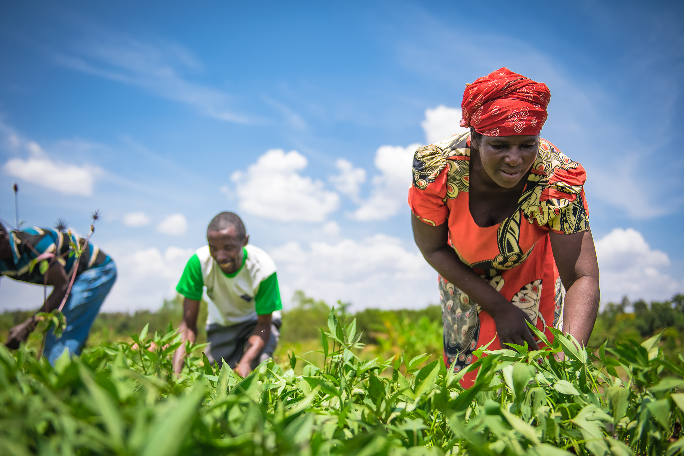 Final Report: Feed the Future Rwanda Hinga Weze Activity - CNFA