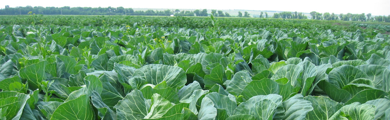 Agribusiness Development Project - CNFA